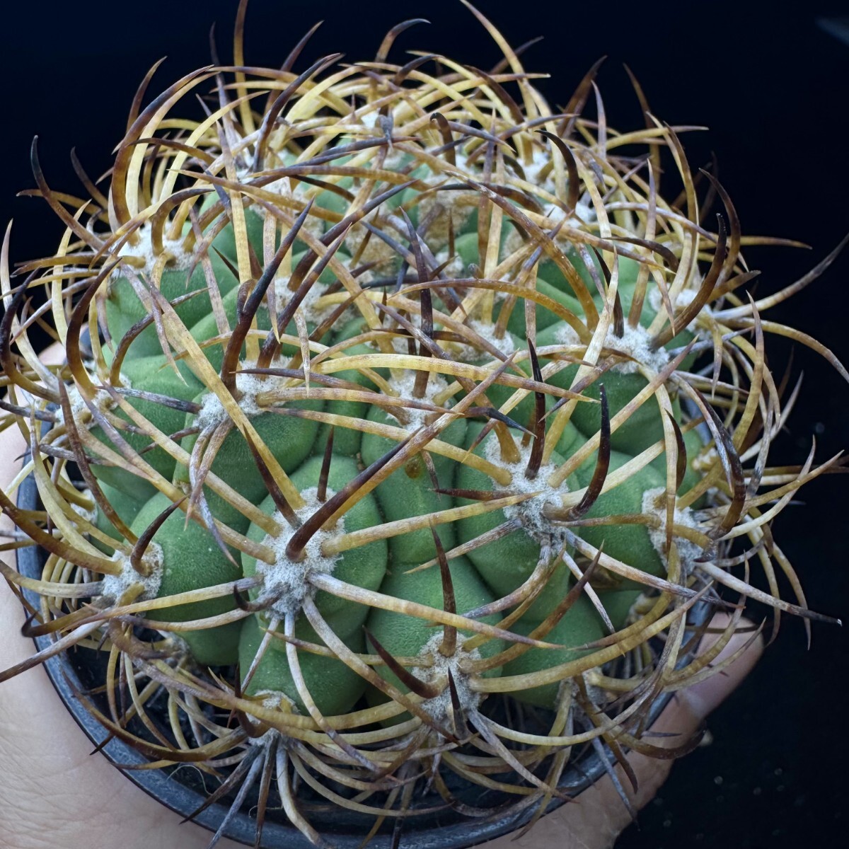 Yahoo!オークション - 21D サボテン 多肉植物 エリオシケ 五百津玉 極...