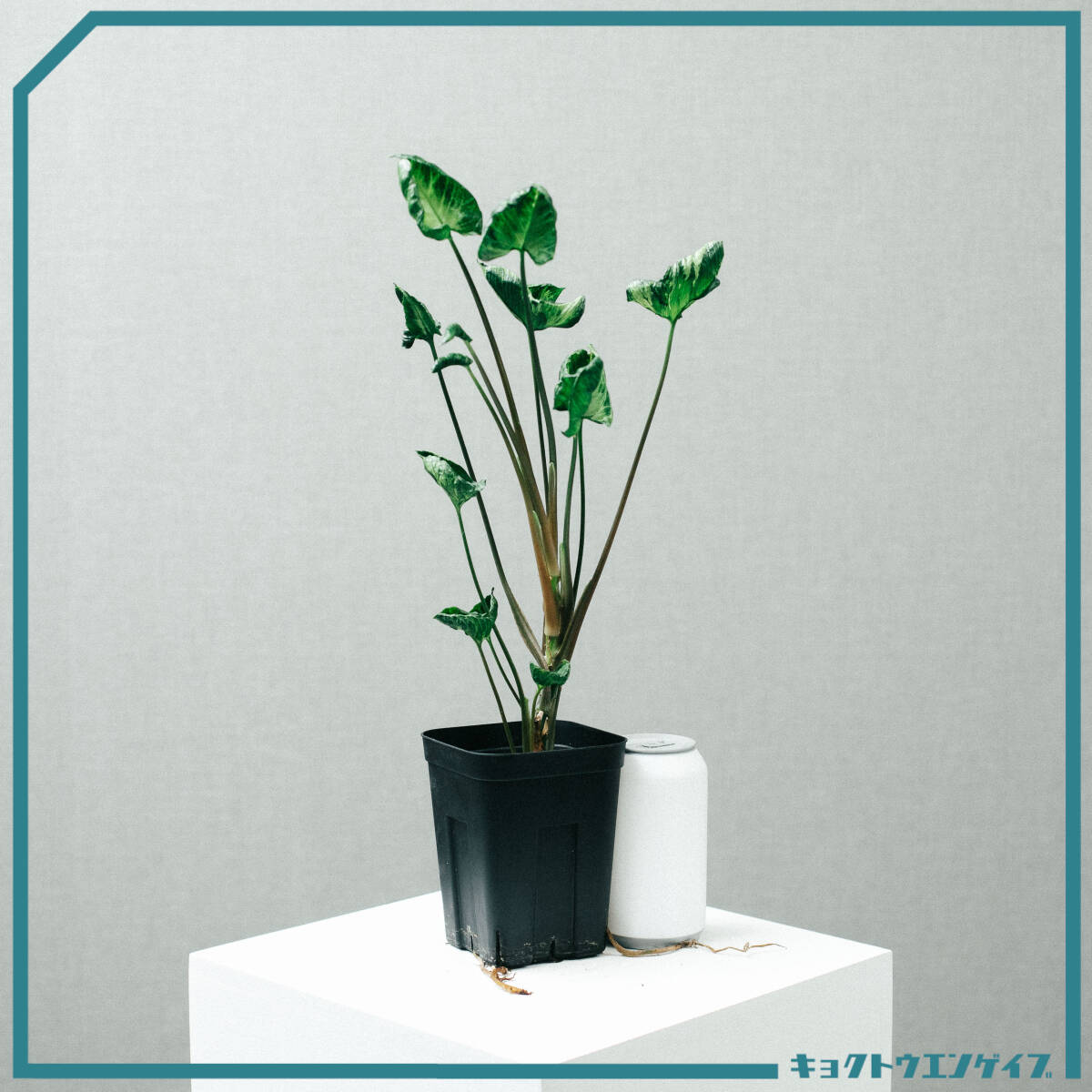 Yahoo!オークション - 613 Syngonium podophyllum ‘Shrink Heart’