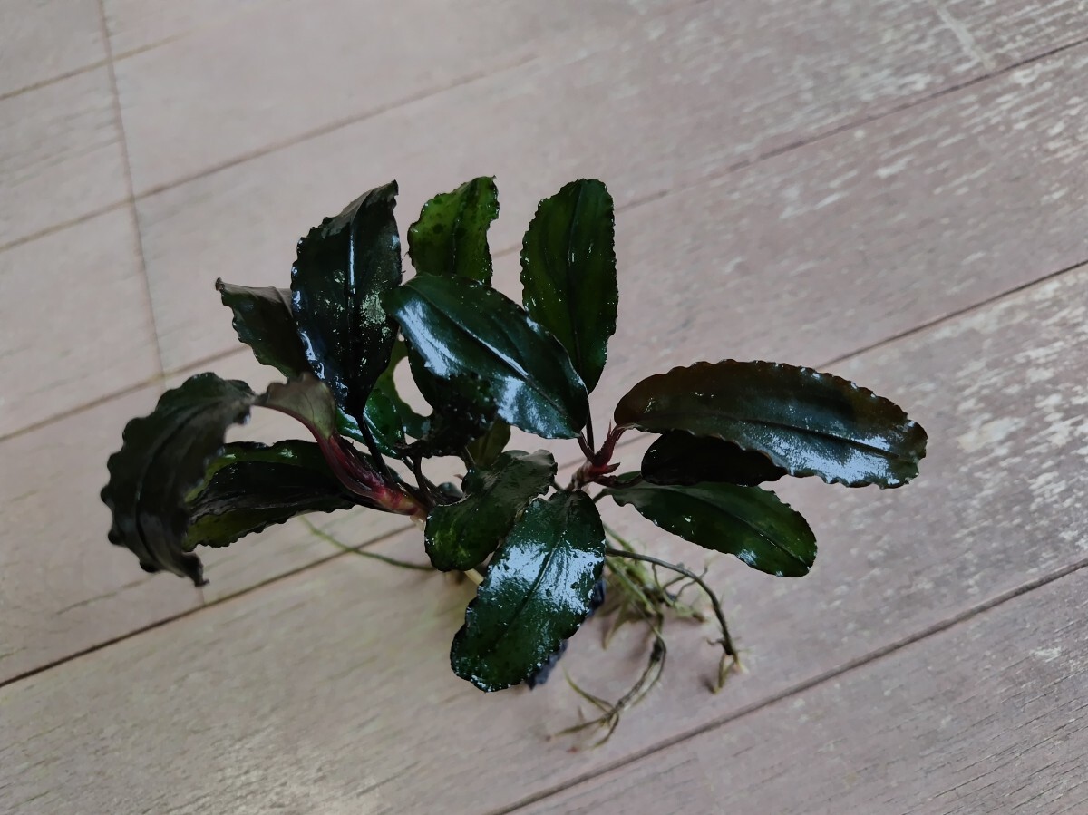 Yahoo!オークション - ブセファランドラsp.メタリックダークレッド Buc...