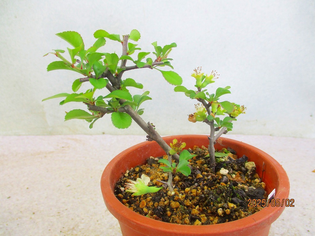 Yahoo!オークション - [讃岐屋緑兵衛] 長寿梅 赤白 2色組 (5148茶丸プ...