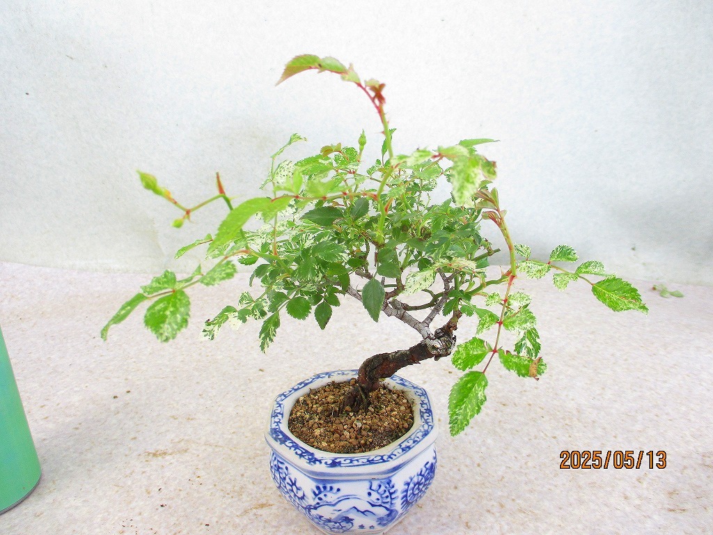 Yahoo!オークション - [讃岐屋緑兵衛] 斑入ノイバラ (5621模様入白釉丸...