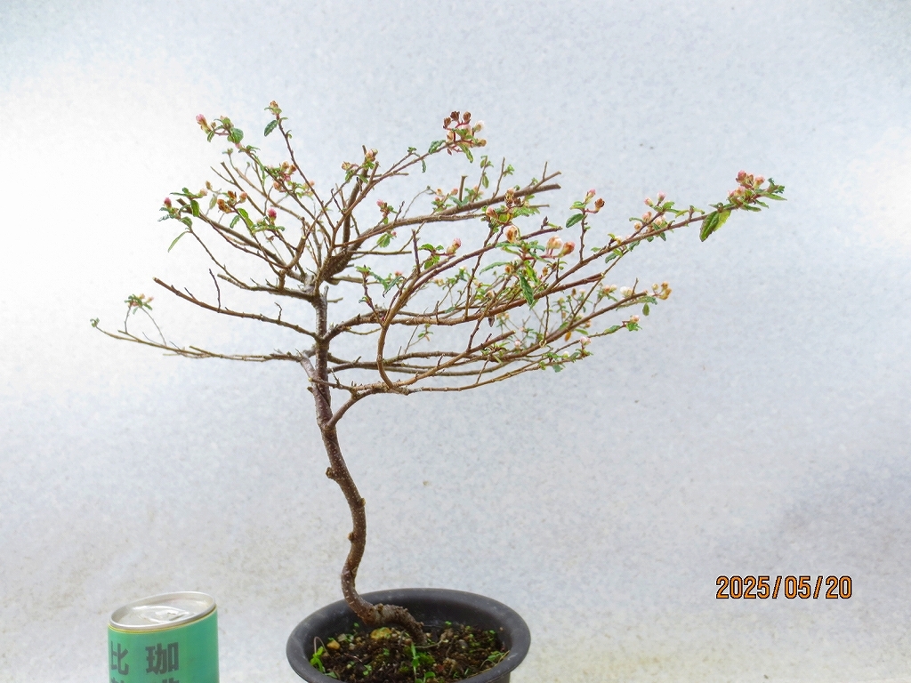 Yahoo!オークション - [讃岐屋緑兵衛] 天皇梅 (51142黒丸プラ鉢)全高 3...