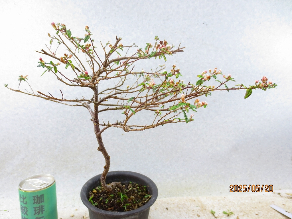 Yahoo!オークション - [讃岐屋緑兵衛] 天皇梅 (51142黒丸プラ鉢)全高 3...