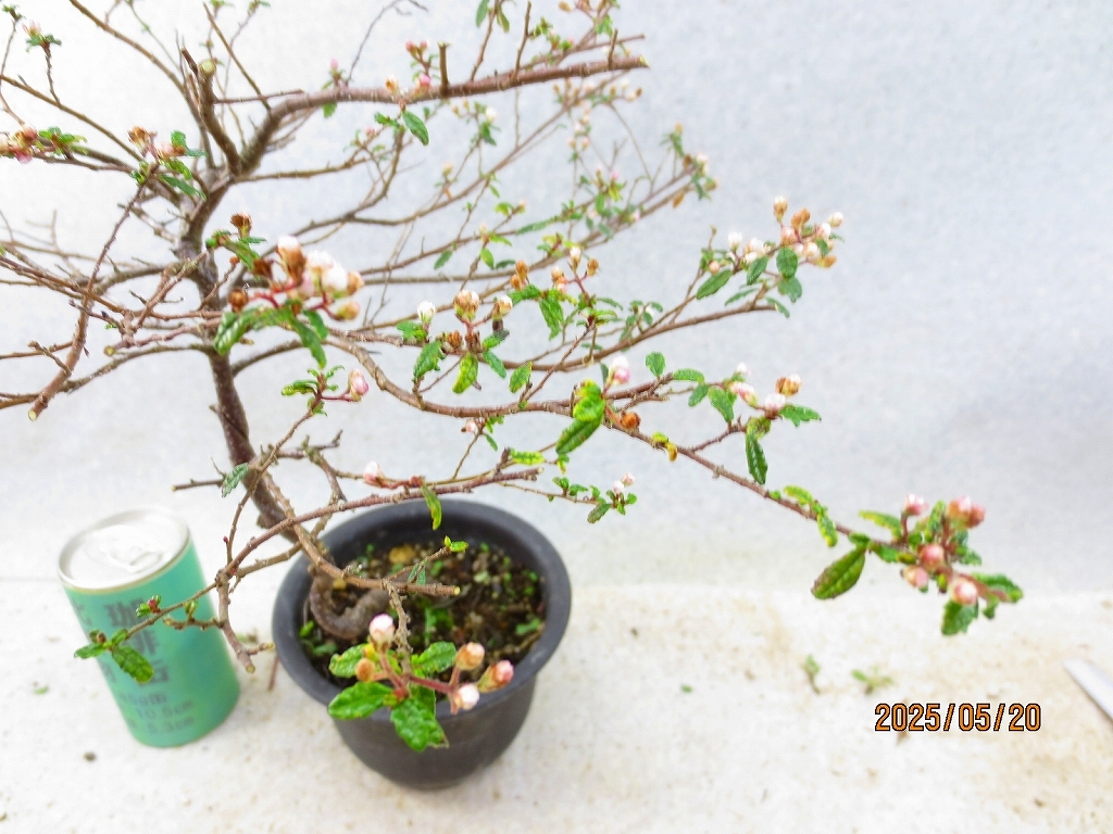 Yahoo!オークション - [讃岐屋緑兵衛] 天皇梅 (51142黒丸プラ鉢)全高 3...