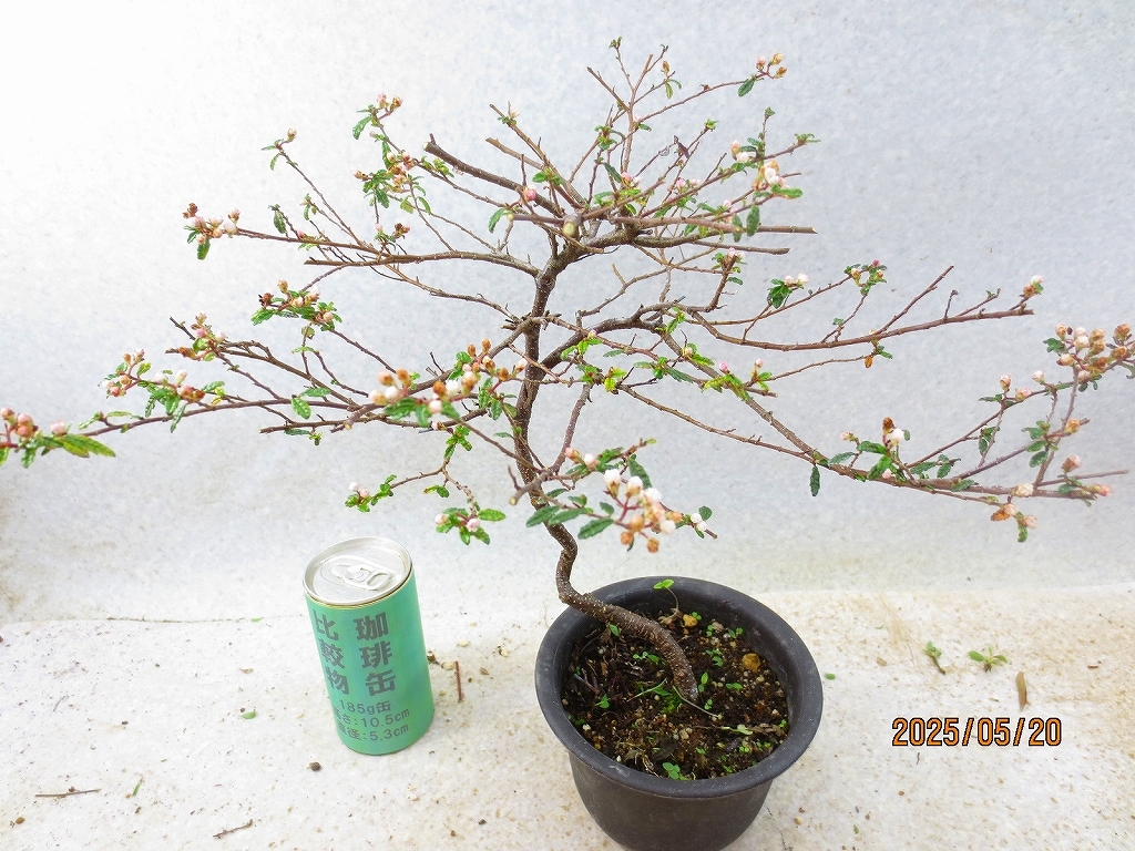 Yahoo!オークション - [讃岐屋緑兵衛] 天皇梅 (51142黒丸プラ鉢)全高 3...