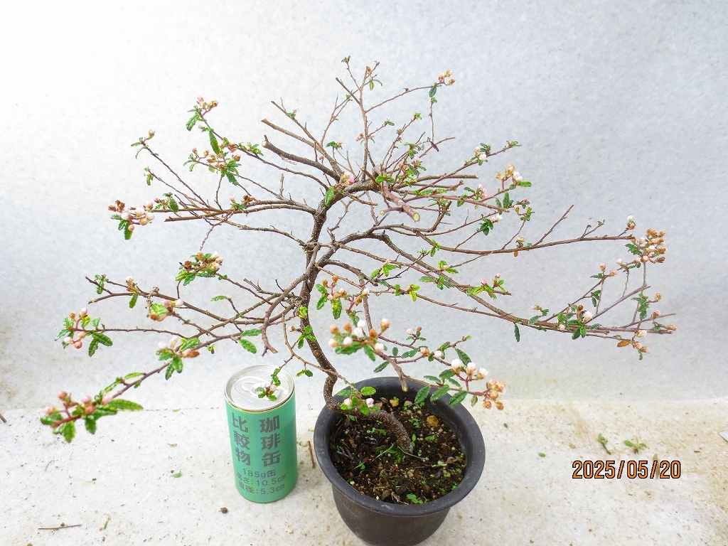 Yahoo!オークション - [讃岐屋緑兵衛] 天皇梅 (51142黒丸プラ鉢)全高 3...