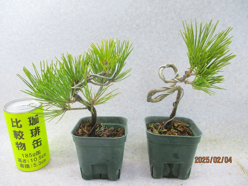 Yahoo!オークション - [讃岐屋緑兵衛]黒松 2点組(0298スリット鉢)全高 ...