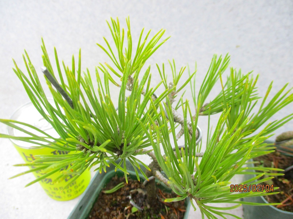 Yahoo!オークション - [讃岐屋緑兵衛]黒松 2点組(0298スリット鉢)全高 ...