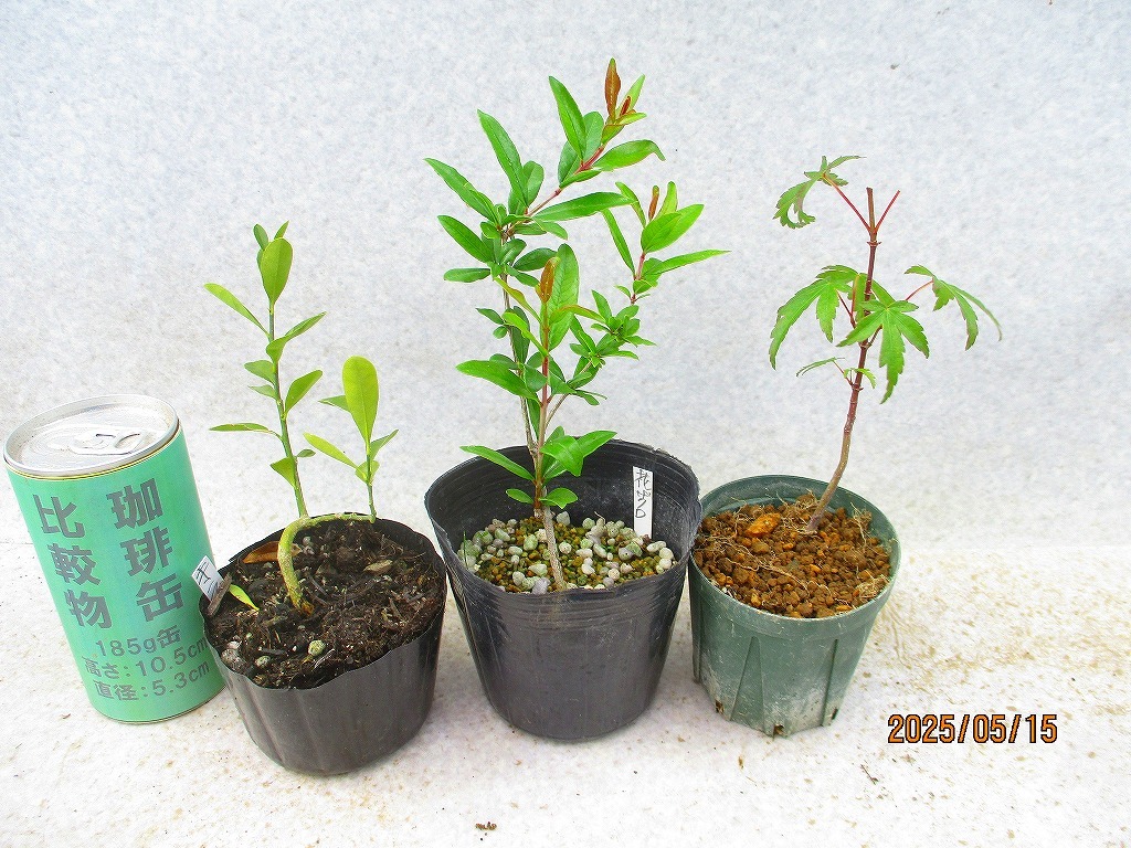 Yahoo!オークション - [讃岐屋緑兵衛] 3種組 金豆/花柘榴/山紅葉 (5875...