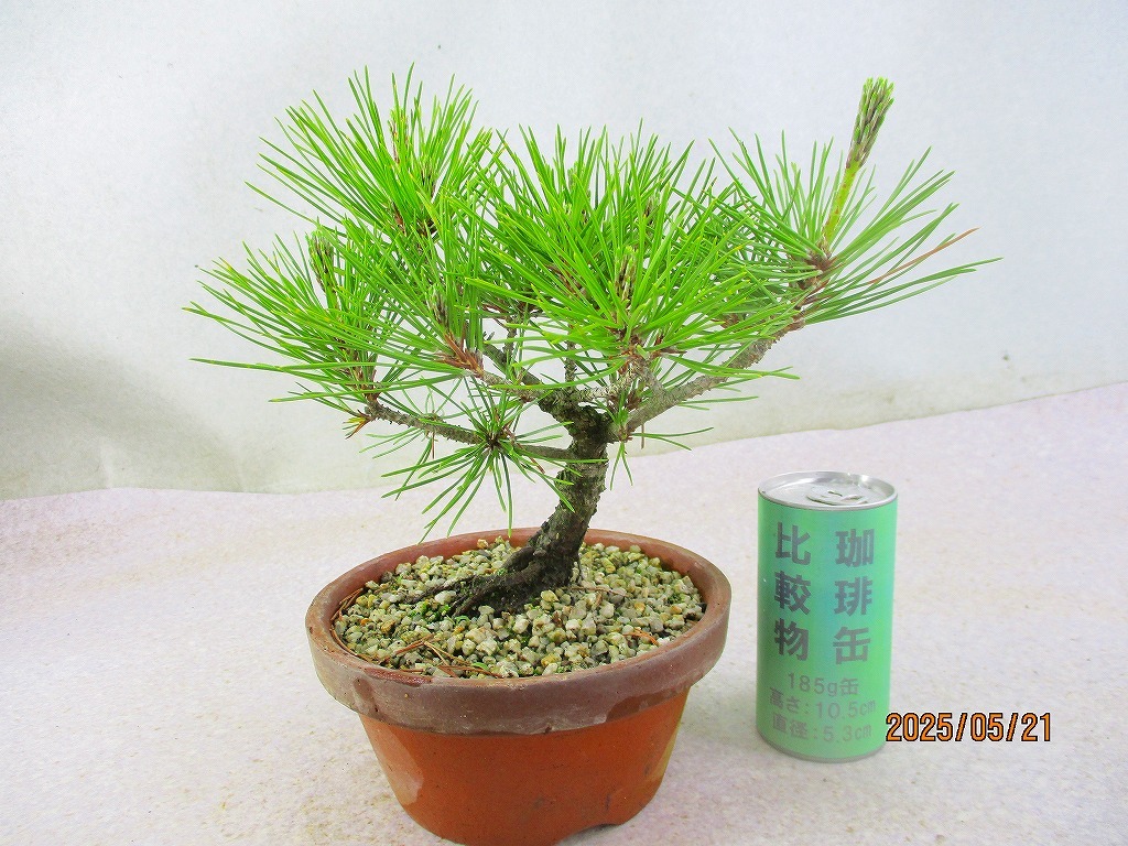 讃岐屋緑兵衛 黒松 51242駄温鉢 全高：25㎝ 同梱包は まとめて取引 手続厳守 送料明記 説明必読(松)｜売買されたオークション情報、yahooの商品情報をアーカイブ公開 ...