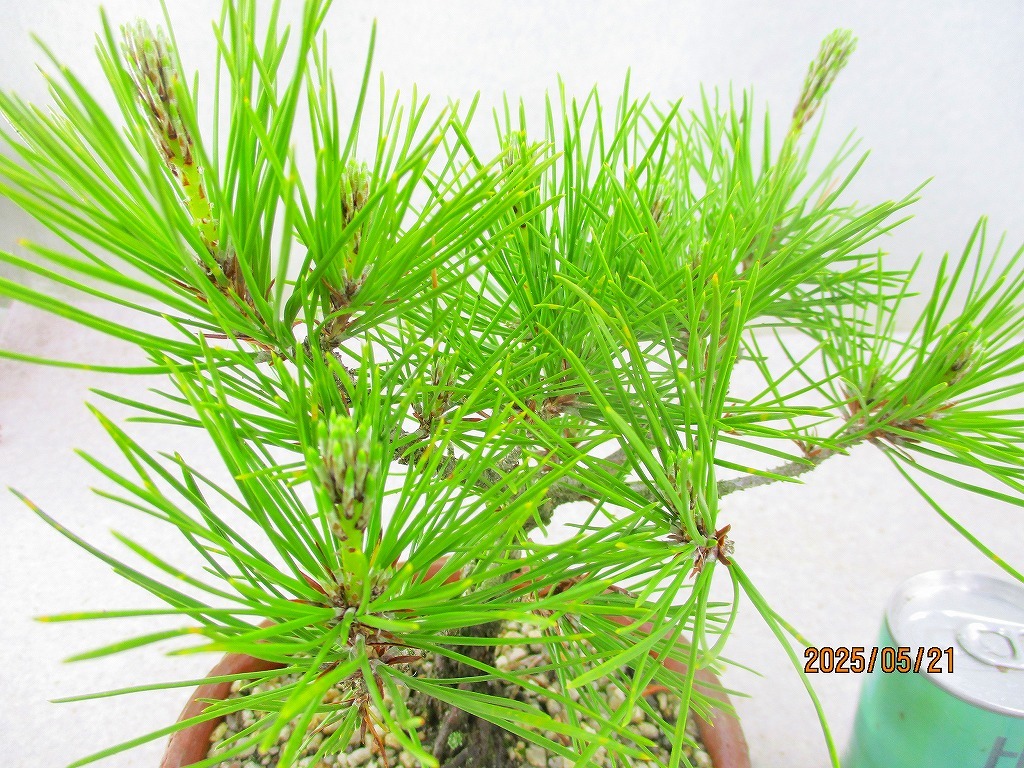 讃岐屋緑兵衛 黒松 51242駄温鉢 全高：25㎝ 同梱包は まとめて取引 手続厳守 送料明記 説明必読(松)｜売買されたオークション情報、yahooの商品情報をアーカイブ公開 ...