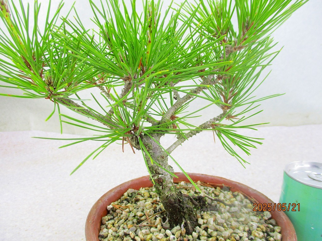 讃岐屋緑兵衛 黒松 51242駄温鉢 全高：25㎝ 同梱包は まとめて取引 手続厳守 送料明記 説明必読(松)｜売買されたオークション情報、yahooの商品情報をアーカイブ公開 ...