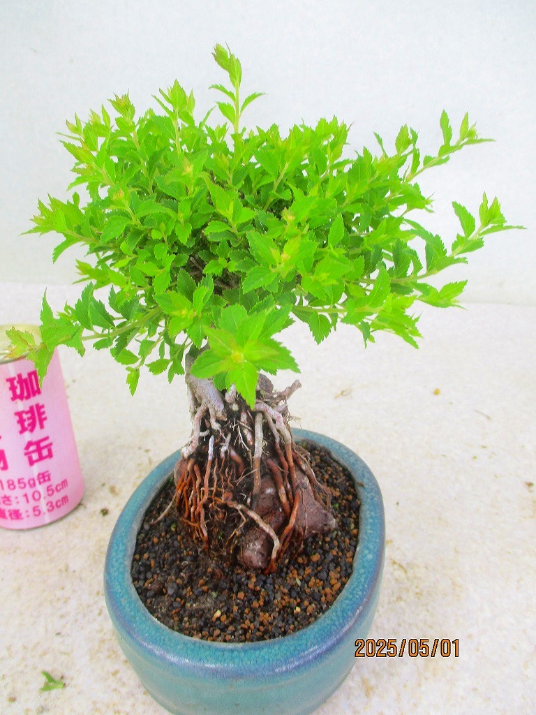 Yahoo!オークション - [讃岐屋緑兵衛]八房下野 花芽多数(43336楕円鉢)...