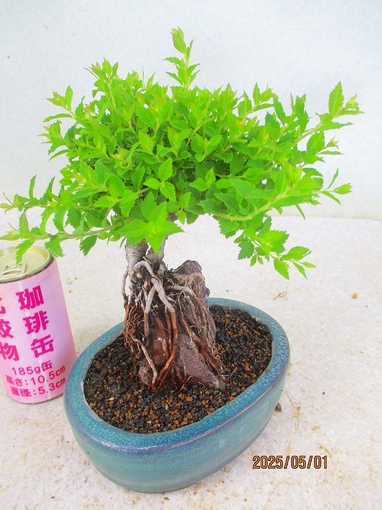 Yahoo!オークション - [讃岐屋緑兵衛]八房下野 花芽多数(43336楕円鉢)...