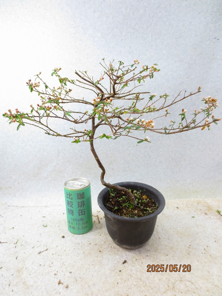 Yahoo!オークション - [讃岐屋緑兵衛] 天皇梅 (51142黒丸プラ鉢)全高 3...