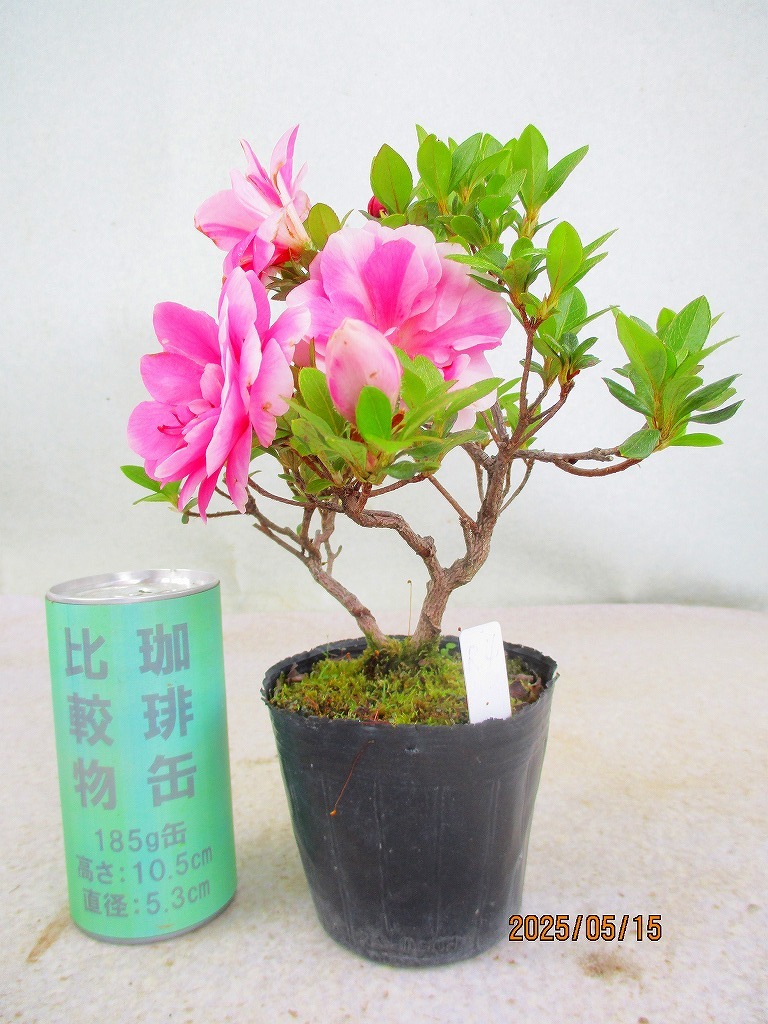 讃岐屋緑兵衛 皐月 絹の舞 5783 全高：25㎝ 同梱包は まとめて取引 手続厳守 送料明記 説明必読(皐月（さつき）)｜売買されたオークション情報、yahooの商品情報をアーカイブ公開 ...