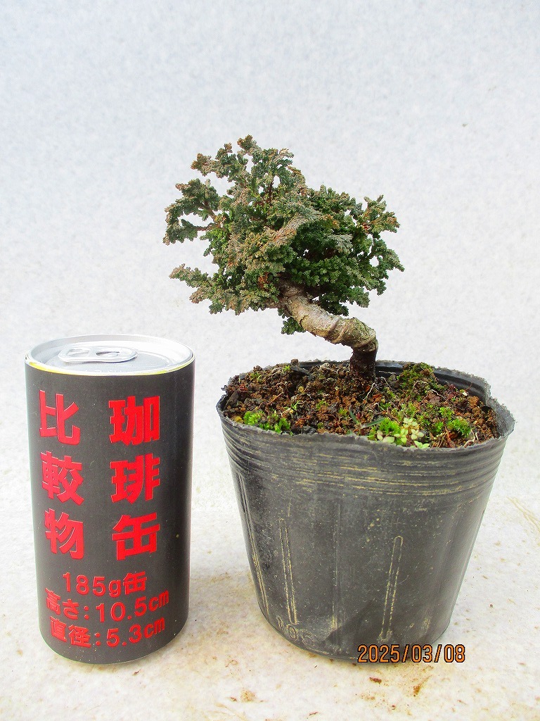 Yahoo!オークション - [讃岐屋緑兵衛]石化桧 (3854黒ポット)全高 17㎝