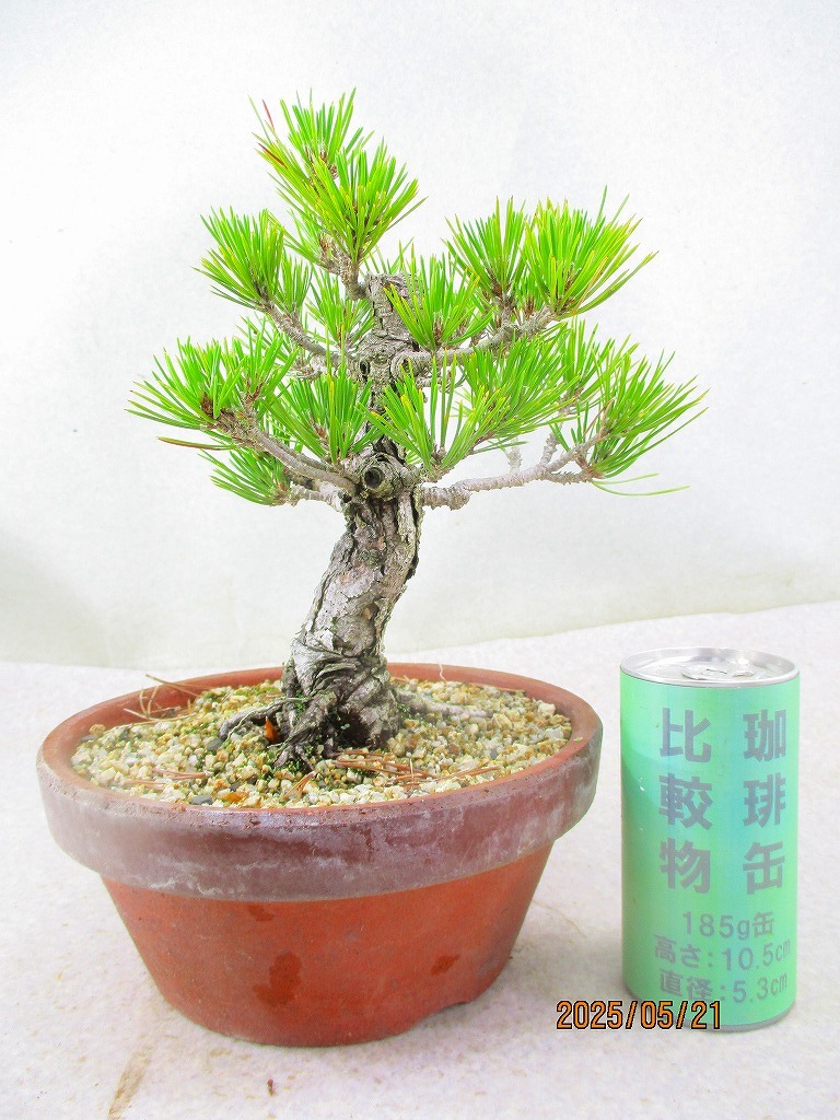 Yahoo!オークション - [讃岐屋緑兵衛] 黒松 (51248駄温鉢)全高 30㎝ 同...