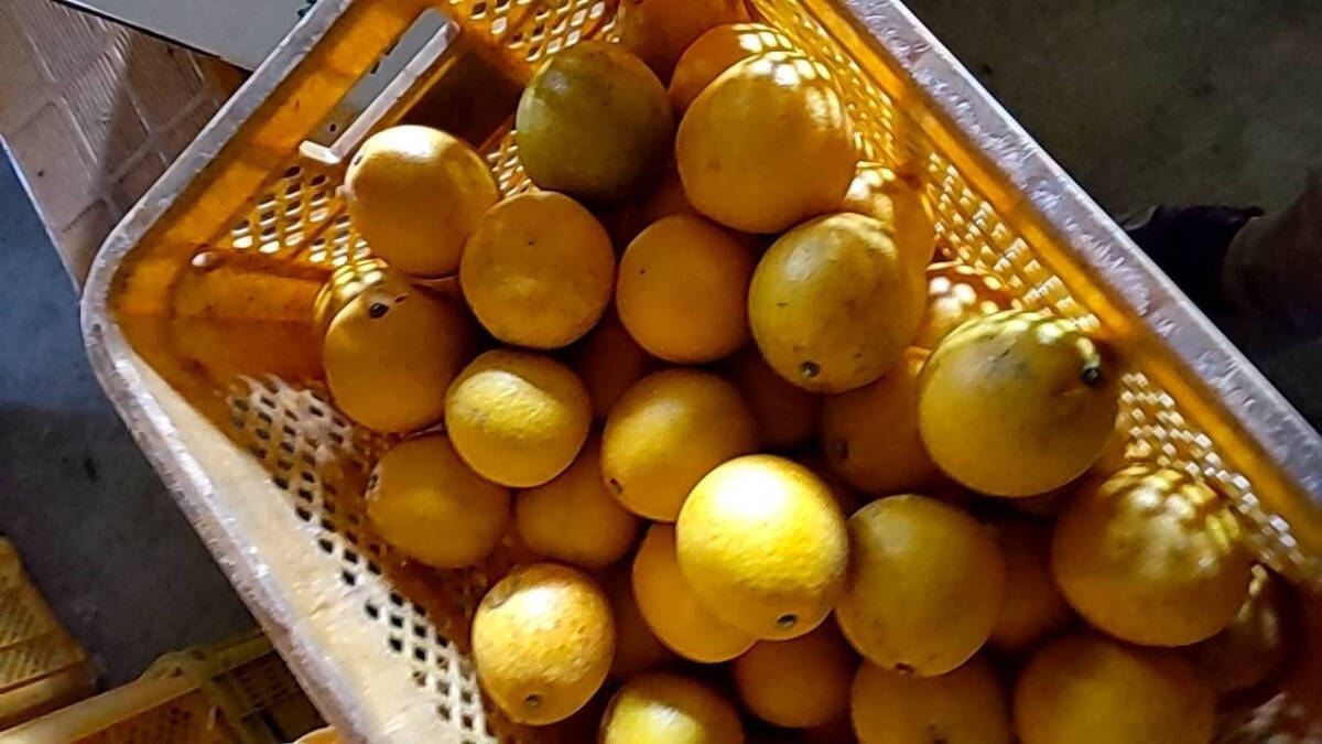 Yahoo!オークション - 【10kg】熊本県産 ジューシーオレンジ（晩柑...