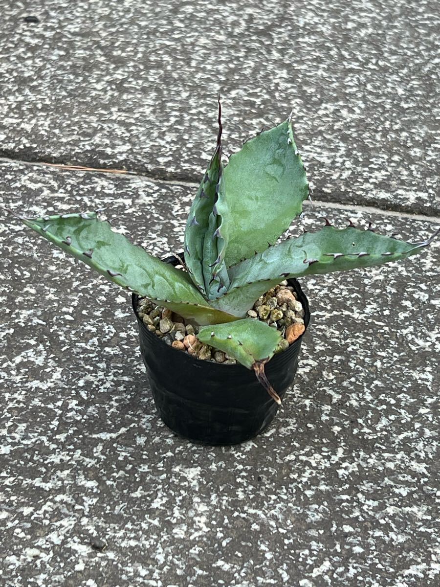 Yahoo!オークション - 商品名 アガベ フェロックス Agave salmiana var...