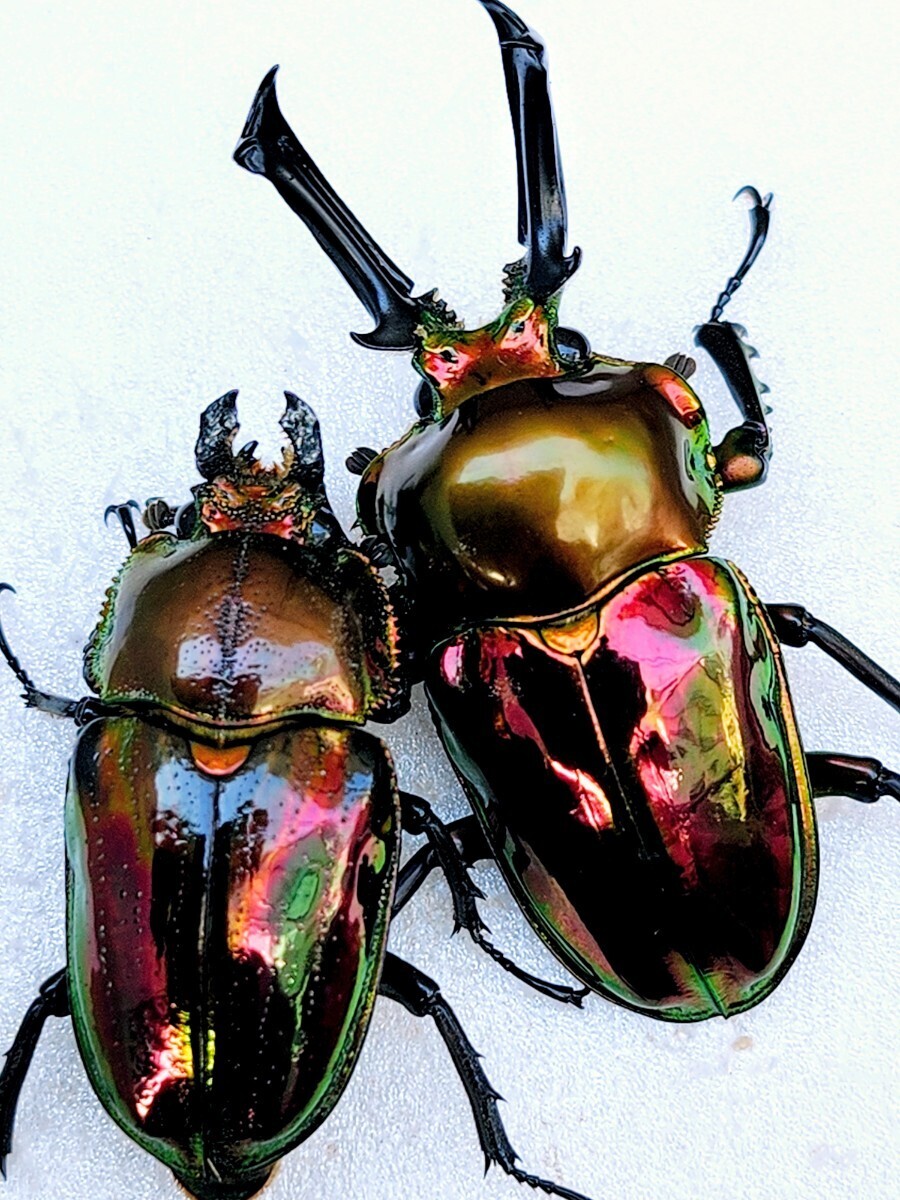 Yahoo!オークション - 【radiant】本家RTNニジイロピカール幼虫全10頭(...