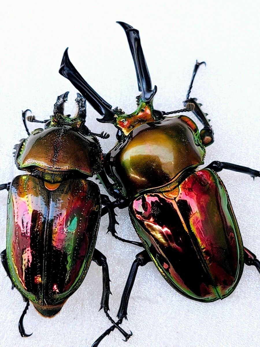 Yahoo!オークション - 【radiant】本家RTNニジイロピカール幼虫全10頭(...