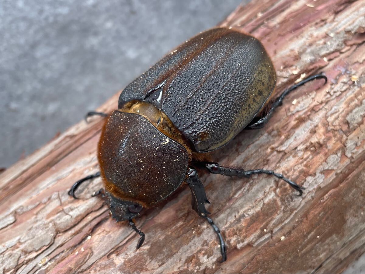 Yahoo!オークション - DHヘラクレス(大和-Manoa系)♀69.5mm-大型血統 ...