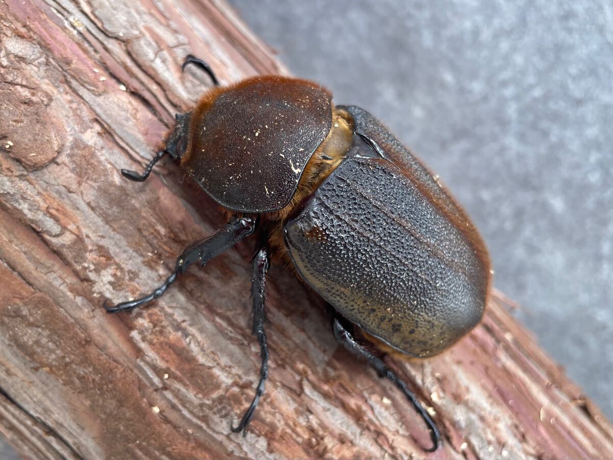 Yahoo!オークション - DHヘラクレス(大和-Manoa系)♀69.5mm-大型血統 ...