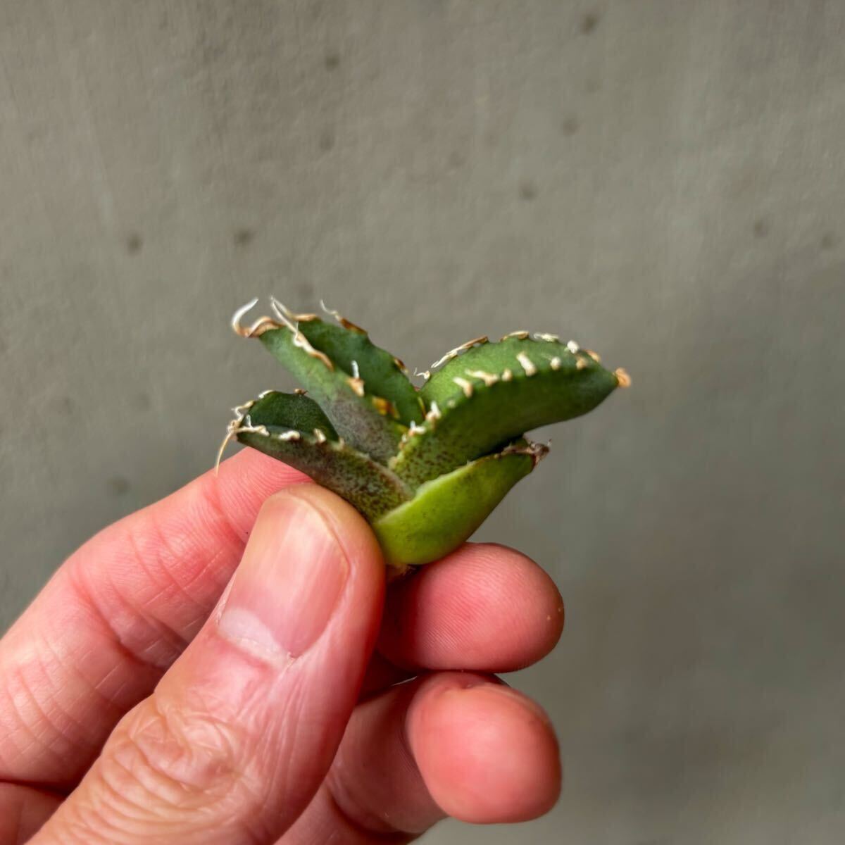 Yahoo!オークション - チタノタ no name TWGタイプ 台湾輸入仔株 agave...