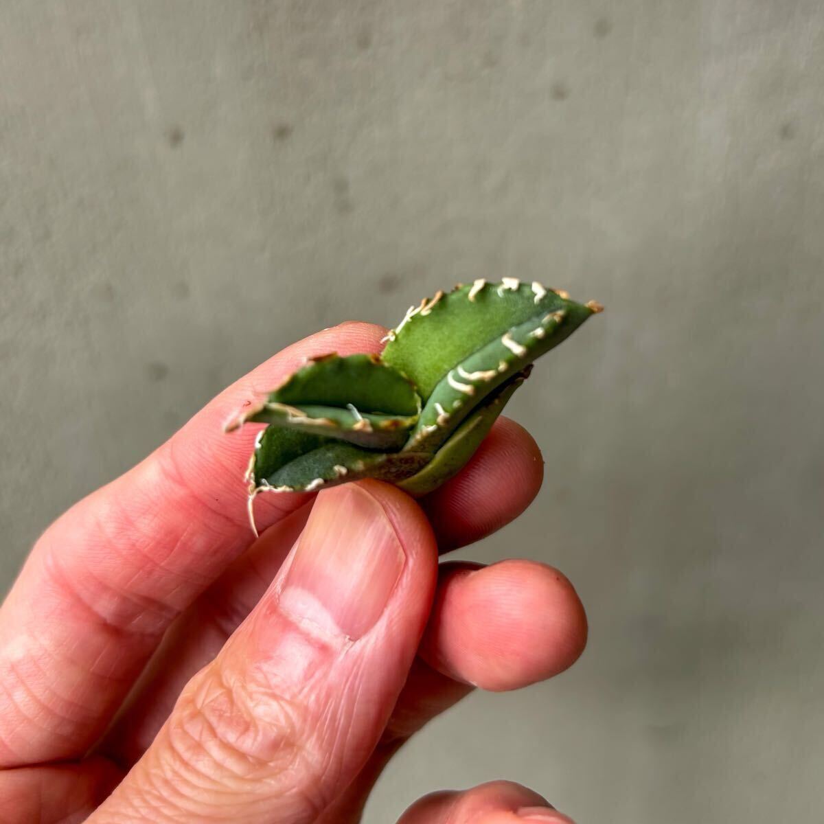 Yahoo!オークション - チタノタ no name TWGタイプ 台湾輸入仔株 agave...