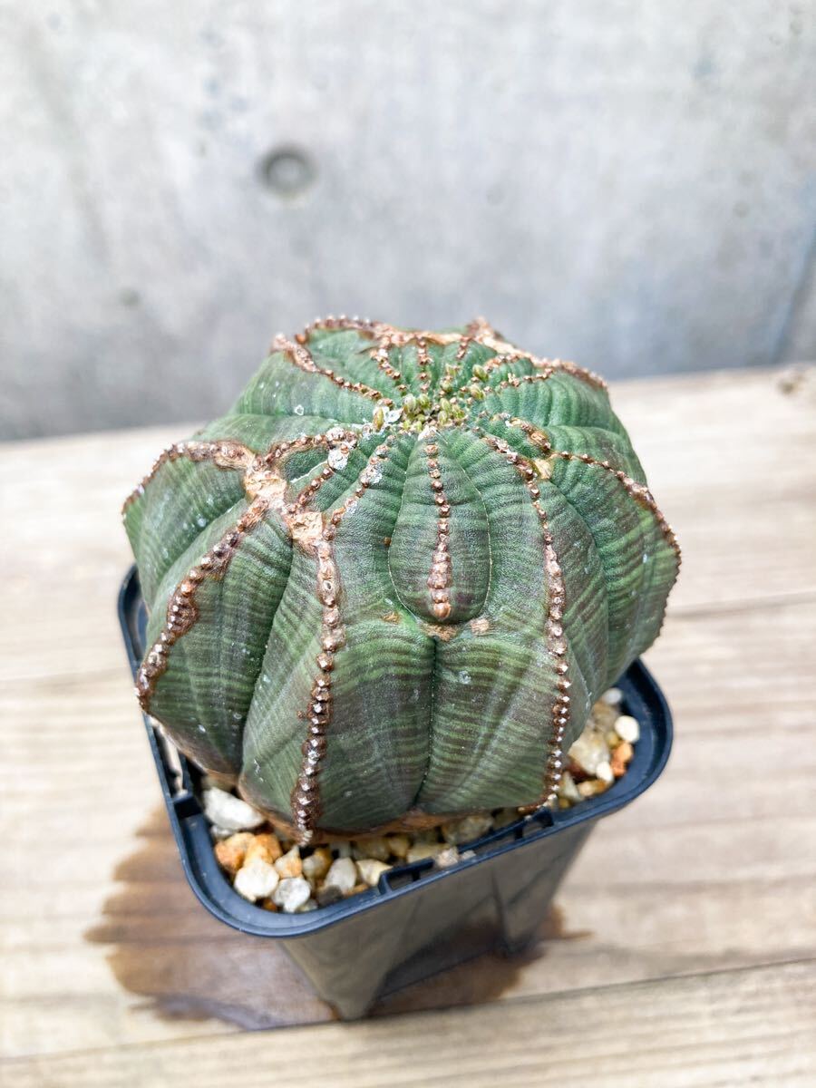 Yahoo!オークション - Euphorbia obesa G73【モンスト】 ユーフォルビ...