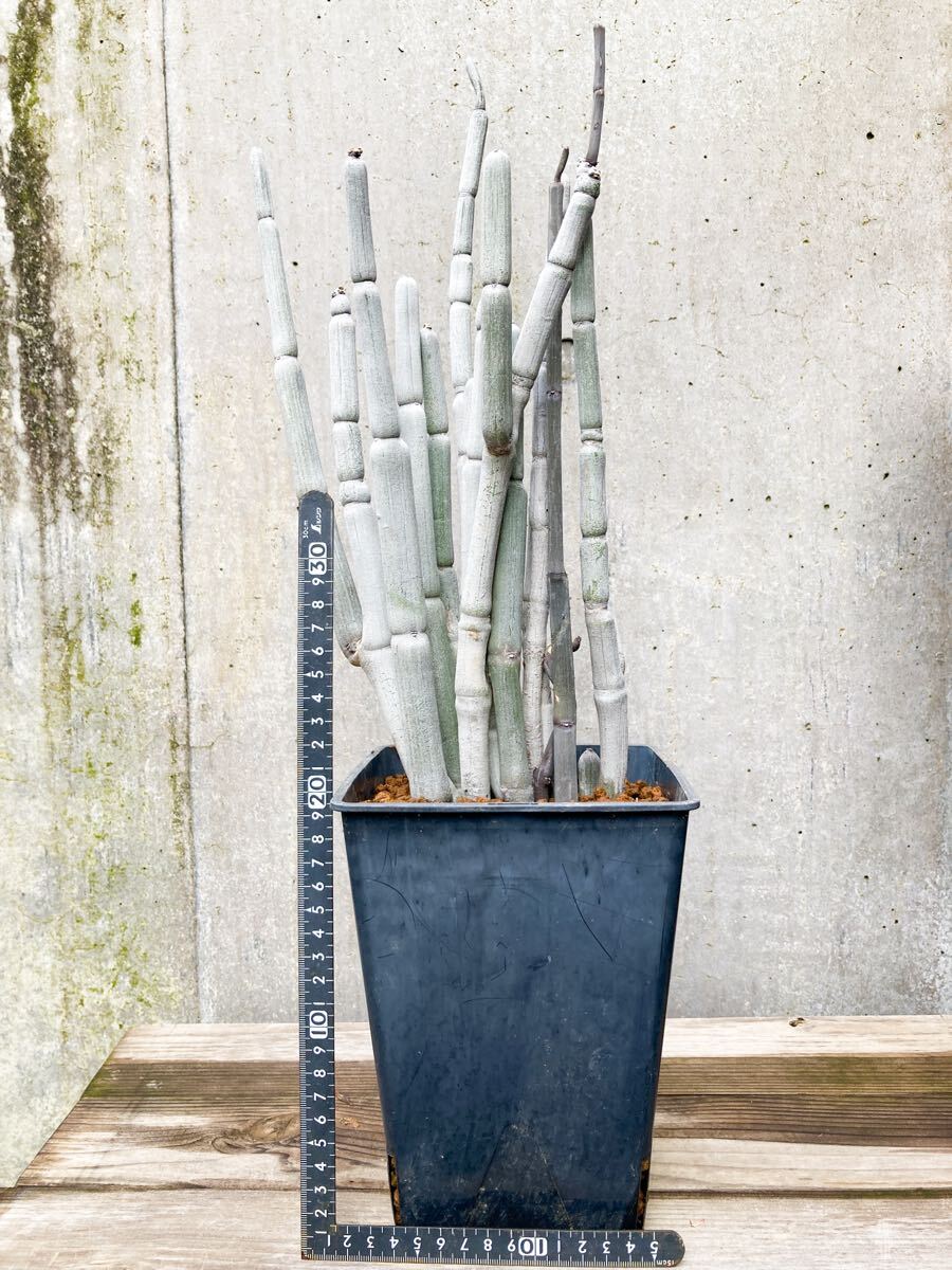 Yahoo!オークション - Ceropegia fusca G77 セロペギア フスカ