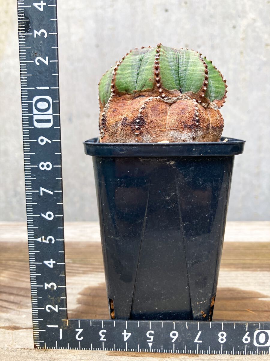 Yahoo!オークション - Euphorbia obesa G92 ユーフォルビア オベサ