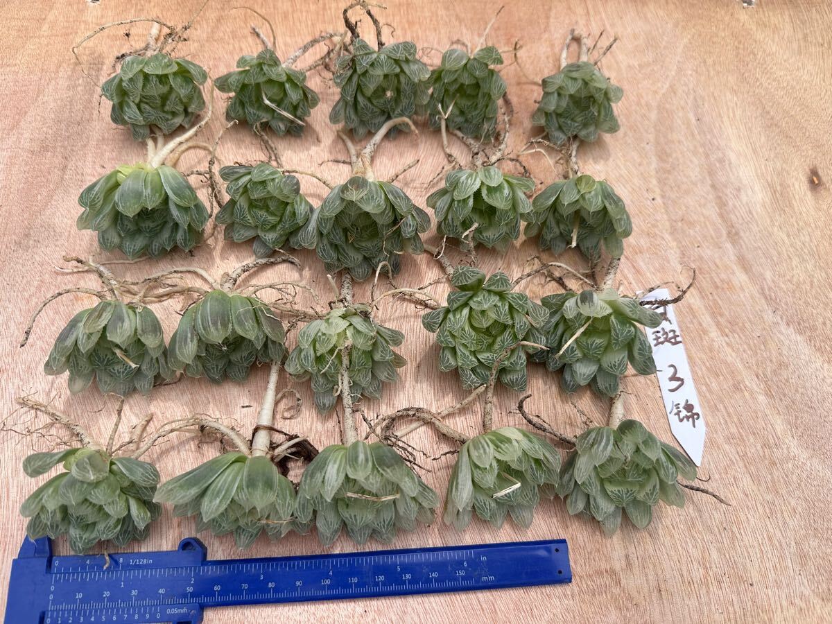 Yahoo!オークション - 【FJ Agave】DW3-1多肉植物 ハオルチア 白斑玉露...