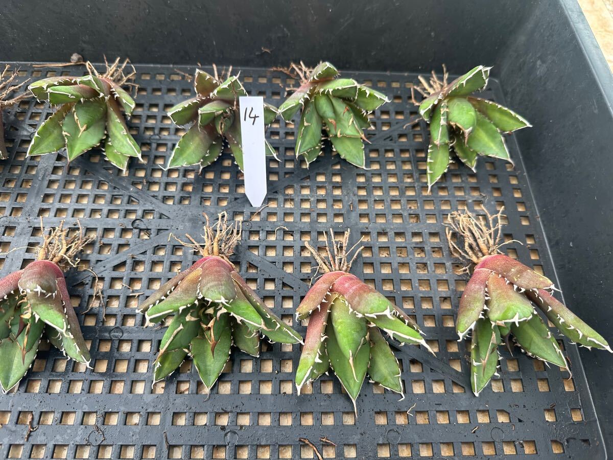Yahoo!オークション - 【FJ Agave】W14-1アガベ 鬼爪 極上株 10株同梱 ...