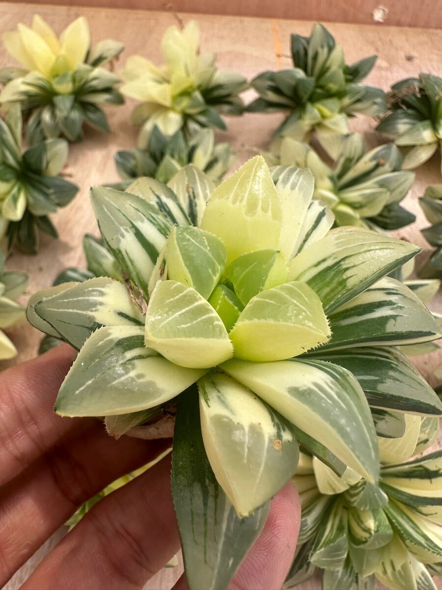 Yahoo!オークション - 【FJ Agave】DS14-2多肉植物 ハオルチア 姫寿 明...