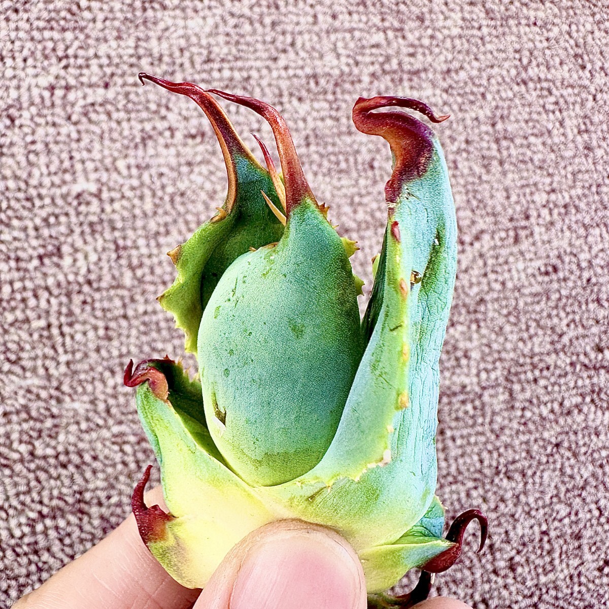 Yahoo!オークション - 【MCGRADY-PLANTS】J017 激レア高級品種 アガベ ...