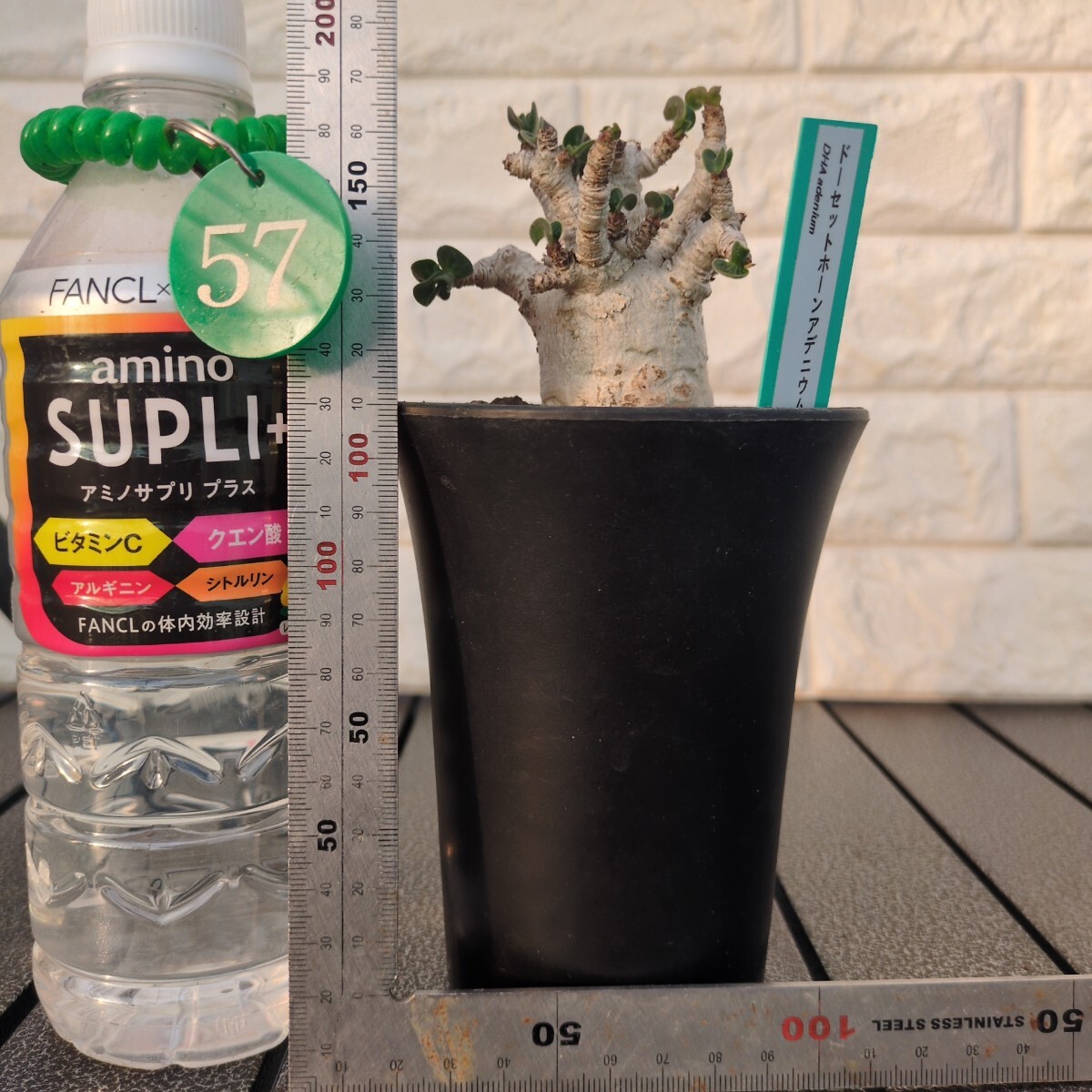 Yahoo!オークション - g57 アデニウム ドーセットホーン 獅子葉 塊根植...