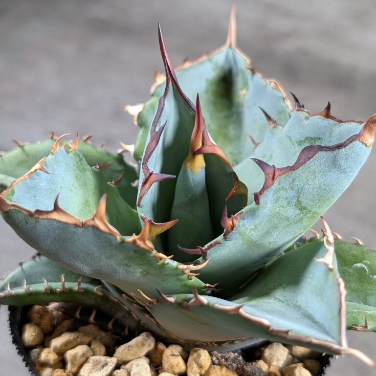 Yahoo!オークション - 現品A174 アガベ チタノタブルー 実生 オテロイ ...