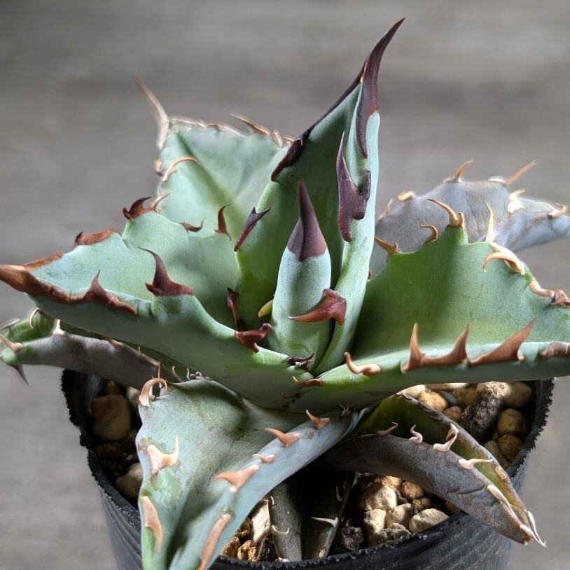 Yahoo!オークション - 現品A167 アガベ チタノタブルー 実生 オテロイ ...