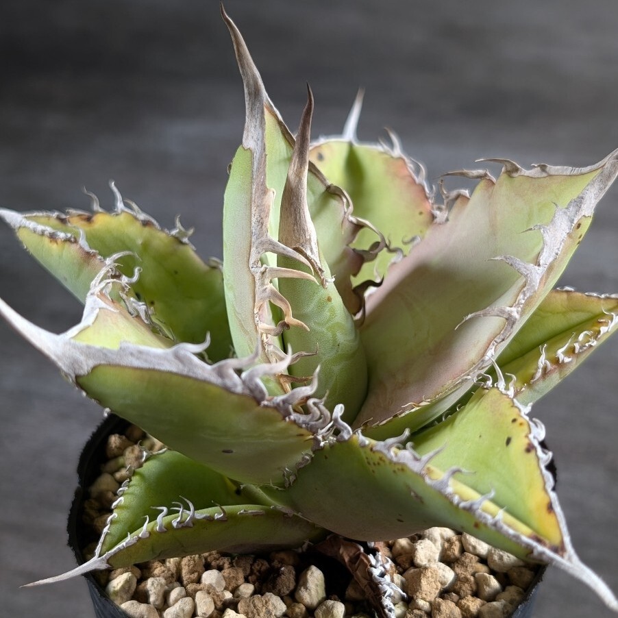 Yahoo!オークション - 選抜A156 アガベ オテロイ実生 子株付き チタノ...