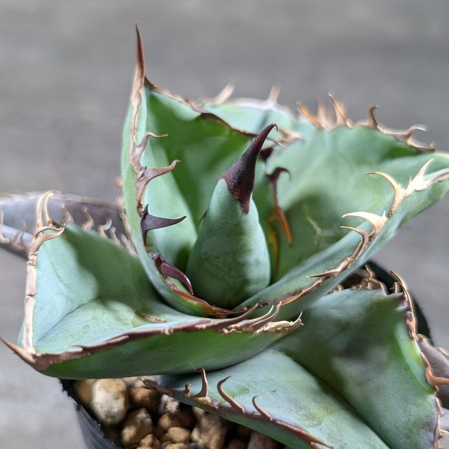 Yahoo!オークション - 選抜A149 アガベ オテロイ実生 チタノタ オテロ...