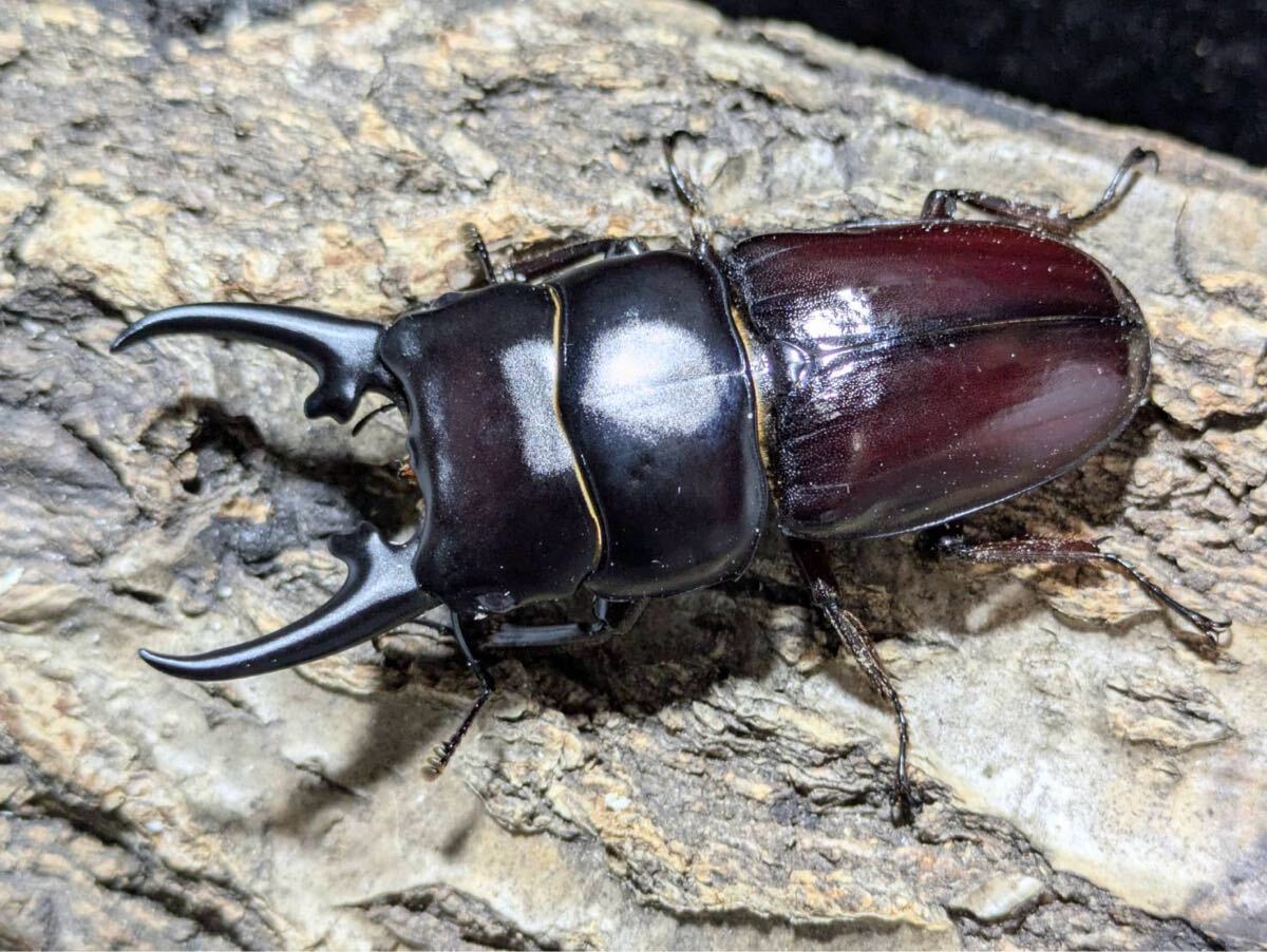 Yahoo!オークション - ヒペリオンヒラタ 61mmペア