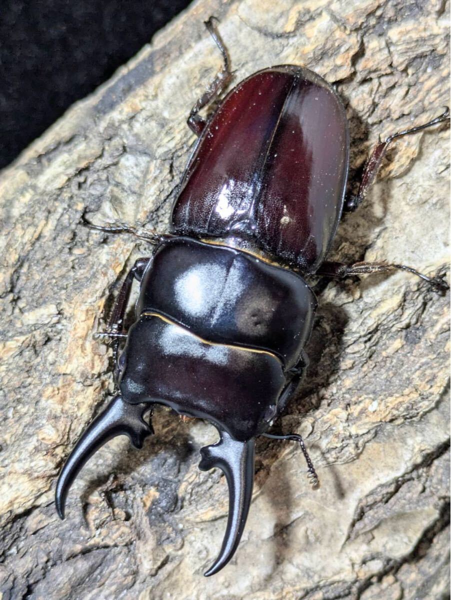 Yahoo!オークション - ヒペリオンヒラタ 61mmペア