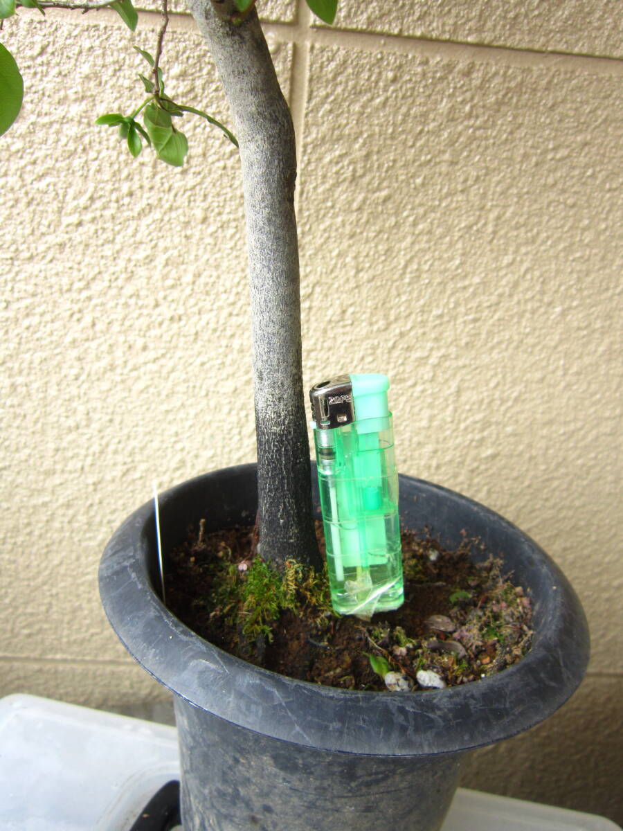 Yahoo!オークション - 【紅長寿】正木 老鴉柿 老爺柿 ローヤ柿 ロウヤ...