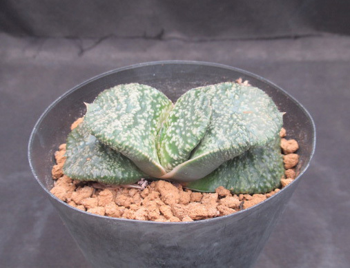 Yahoo!オークション - NGM391 ガステリア 臥牛 NS12 多肉