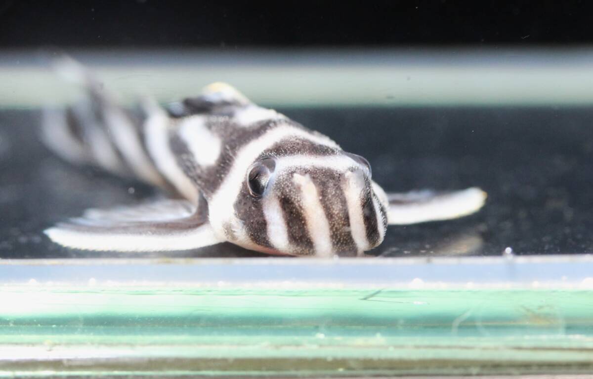 Yahoo!オークション - 【JET】厳選 インペリアルゼブラプレコWF2 2024...