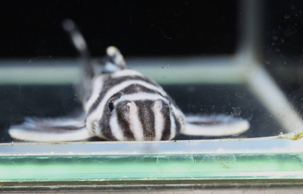 Yahoo!オークション - 【JET】厳選美個体 インペリアルゼブラプレコWF2...