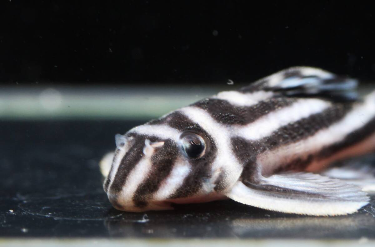 Yahoo!オークション - 【JET】厳選美個体 インペリアルゼブラプレコWF2...