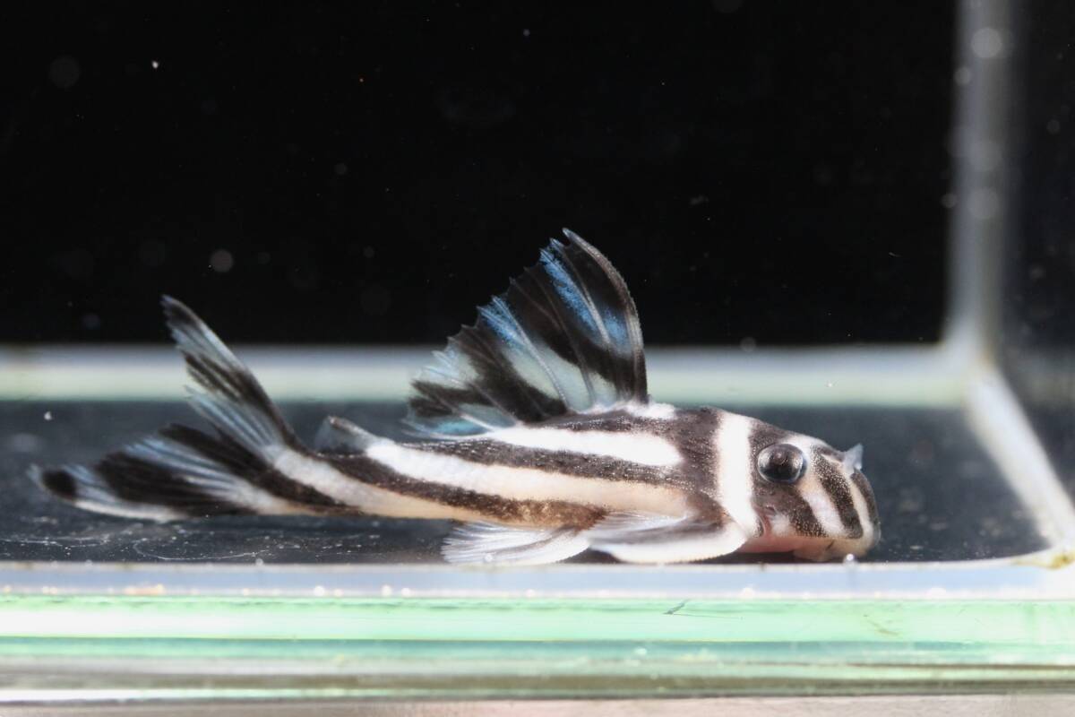 Yahoo!オークション - 【JET】厳選 インペリアルゼブラプレコWF2 2024...